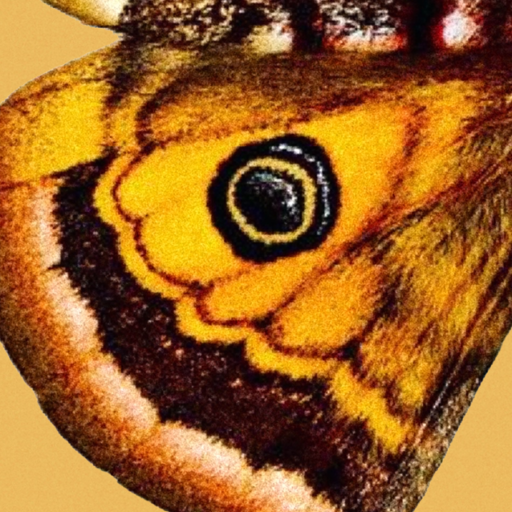 Iridology: A Mapping / Jishin-no-ben by Lee Ann Roripaugh - The Los ...