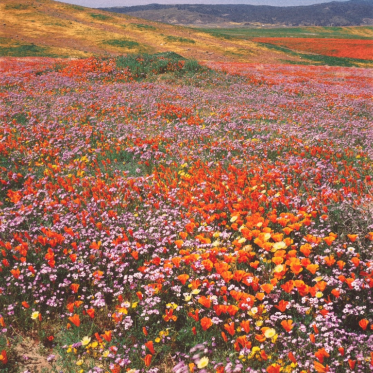 Superbloom by Maggie Weng - The Los Angeles Review The Los Angeles Review